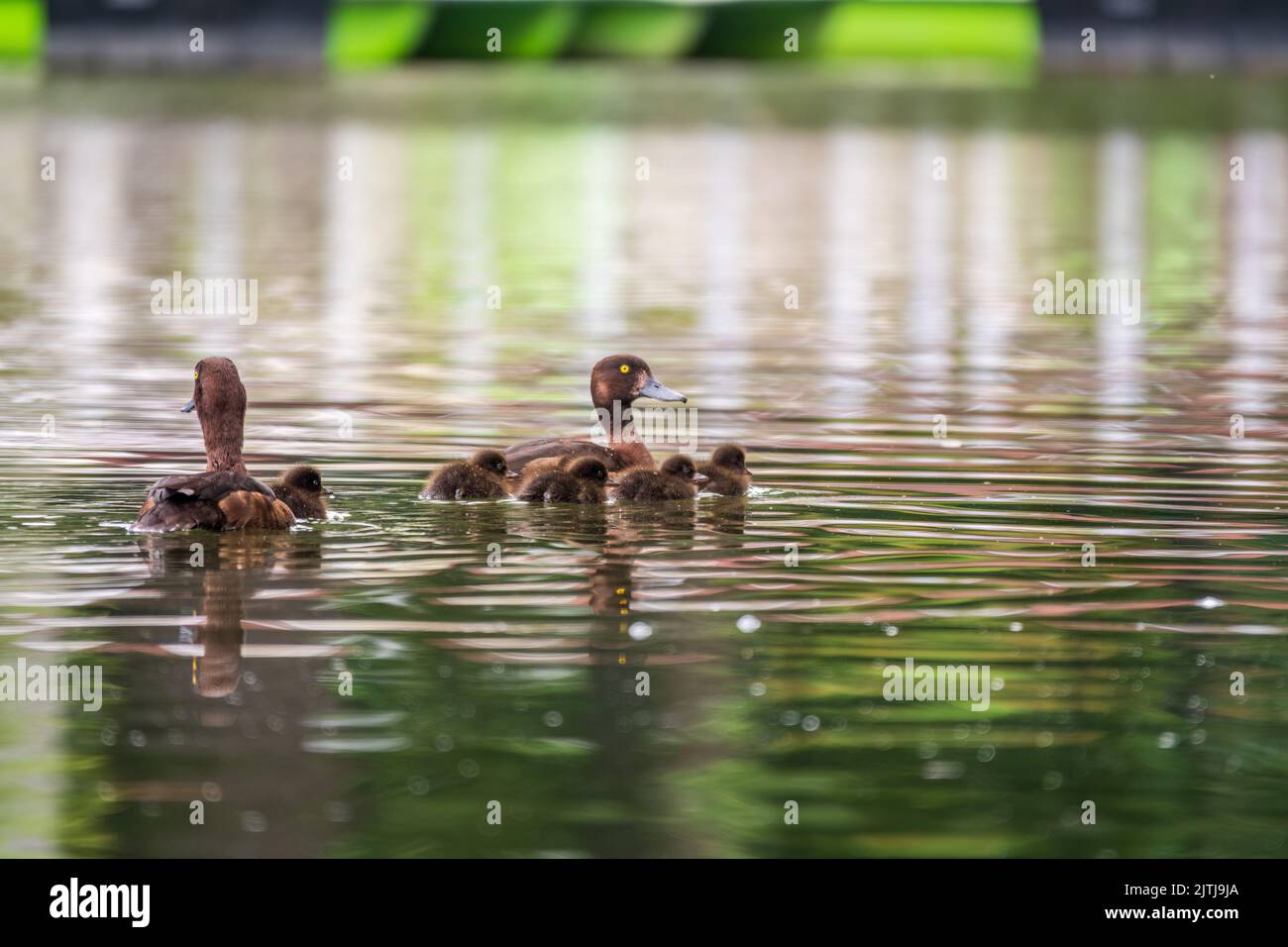 Tufted duck Family swims with their ducklings in green lake water. A ...
