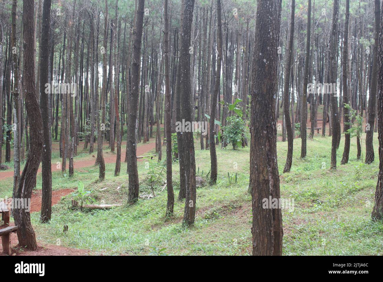 Rows of pine trees hi-res stock photography and images - Alamy