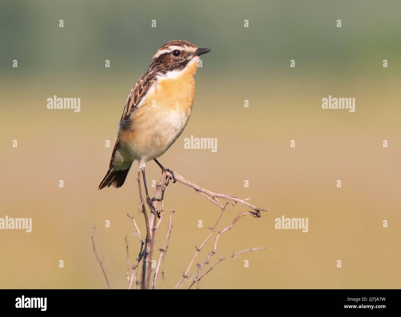 Chase background hi-res stock photography and images - Alamy