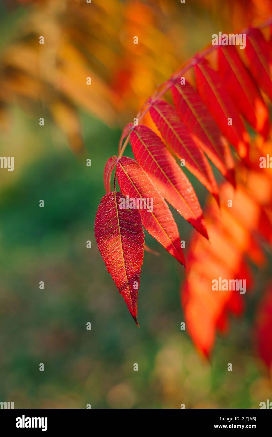 Yellow sumac hi-res stock photography and images - Alamy