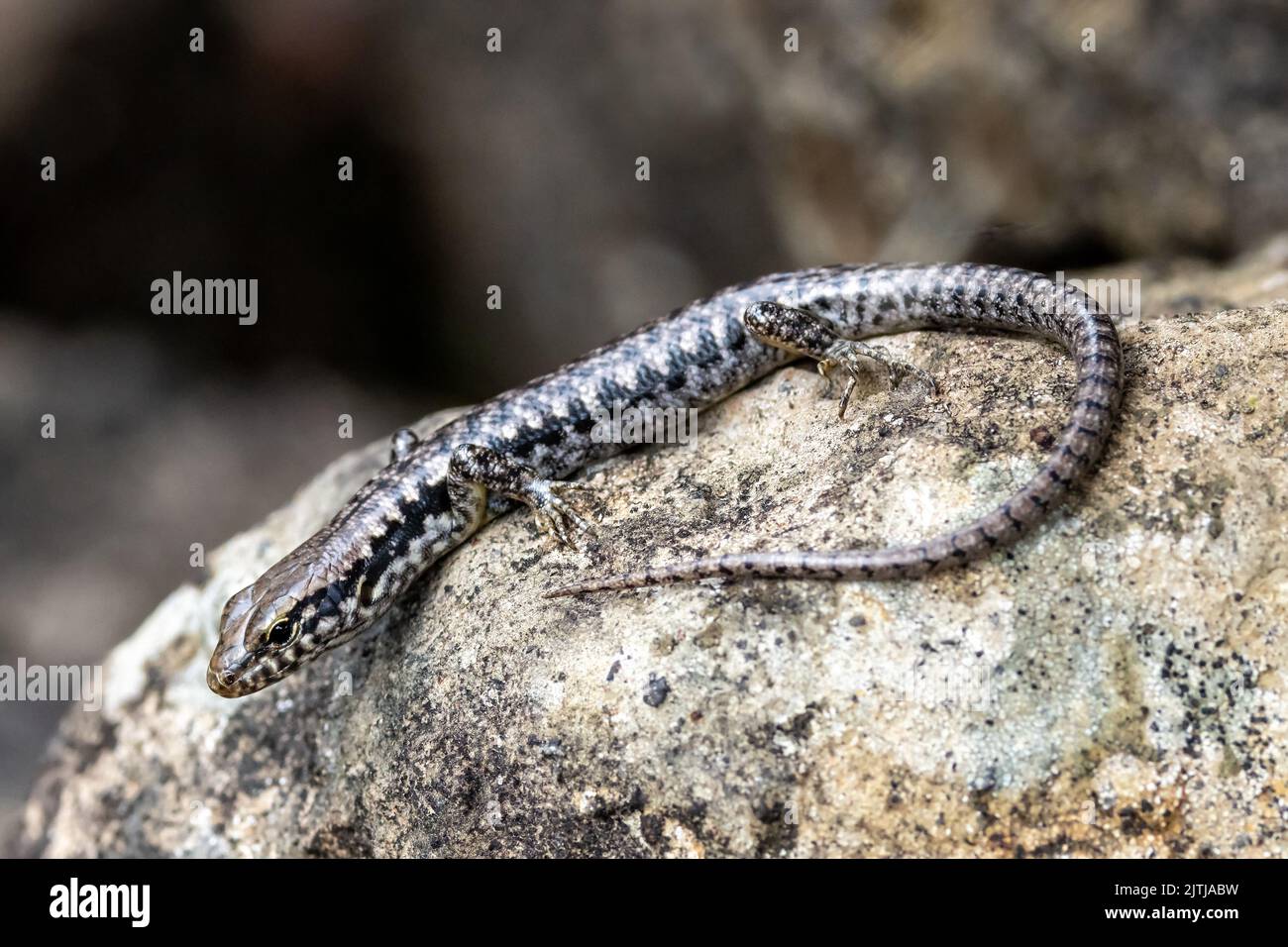 Bar-sided Skink basking on rock Stock Photo - Alamy