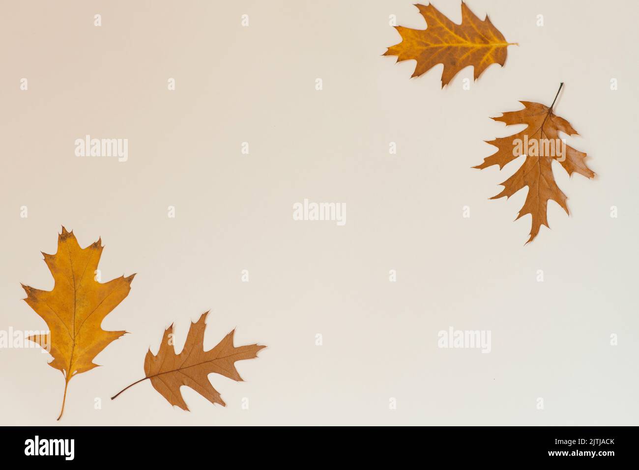 Autumn composition. Frame made of autumn oak leaves on a beige background. Flat layout, top view ...