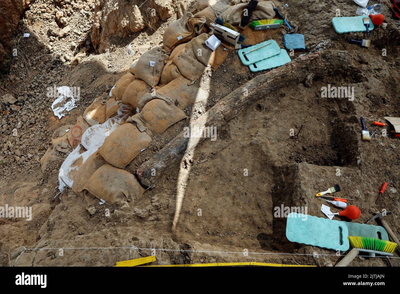 Elephant tusk excavation hi-res stock photography and images - Alamy