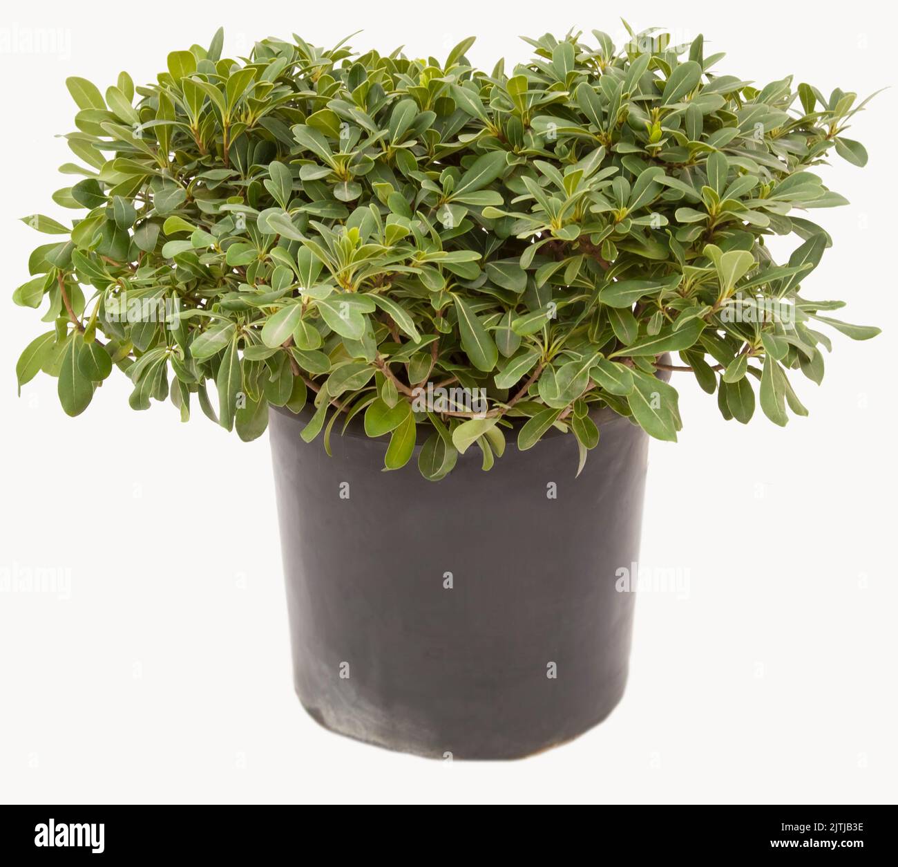 Selective focus side view Cut Out Stock Images & Pictures - Alamy