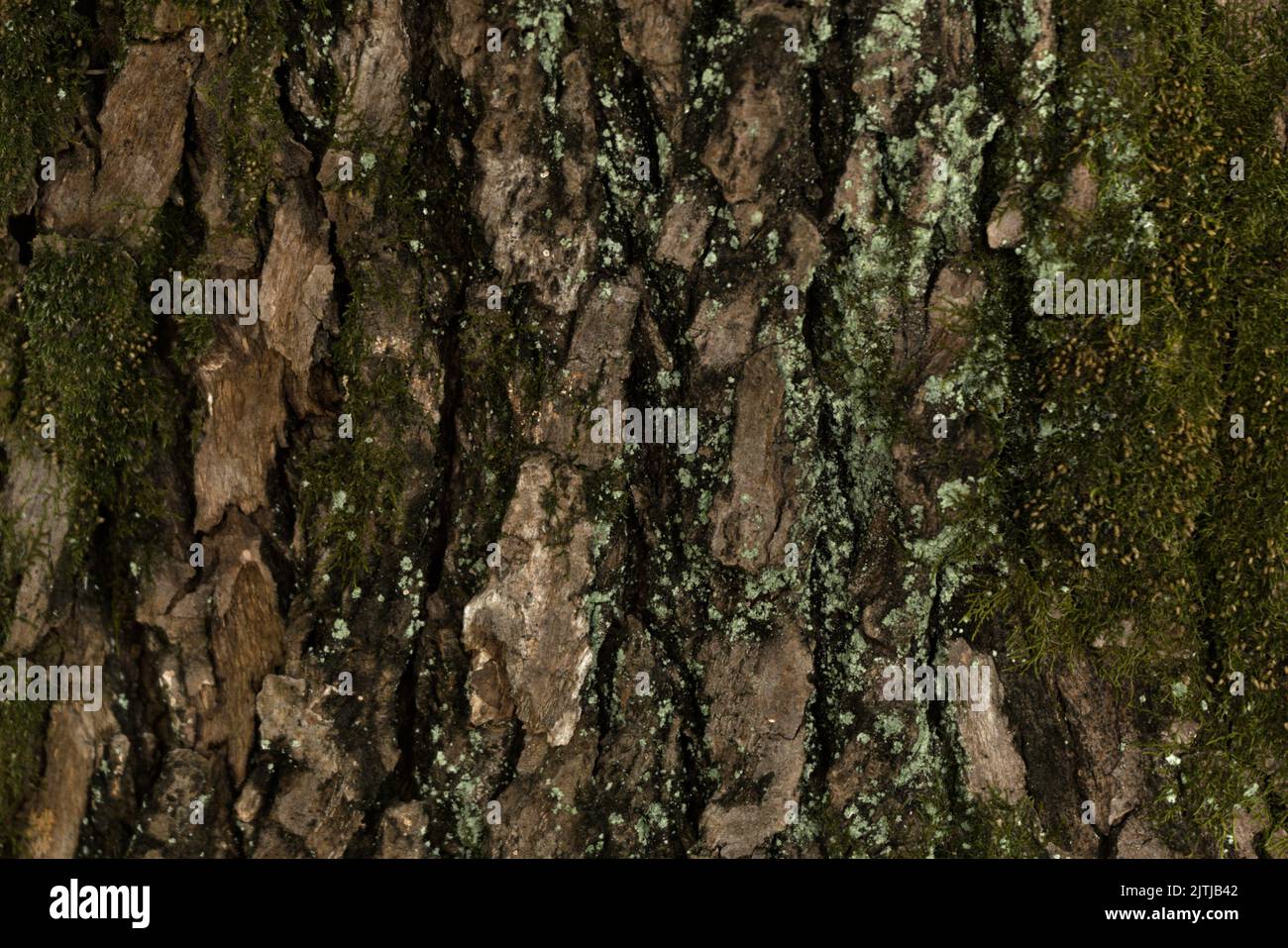 Lauraceae hi-res stock photography and images - Alamy