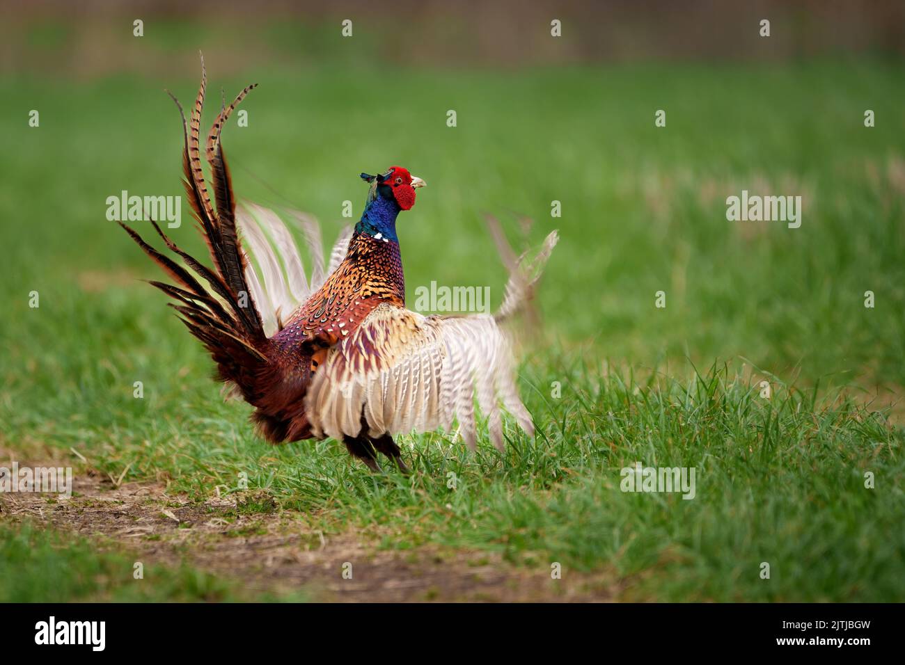 Pheasant hunting dance hi-res stock photography and images - Alamy