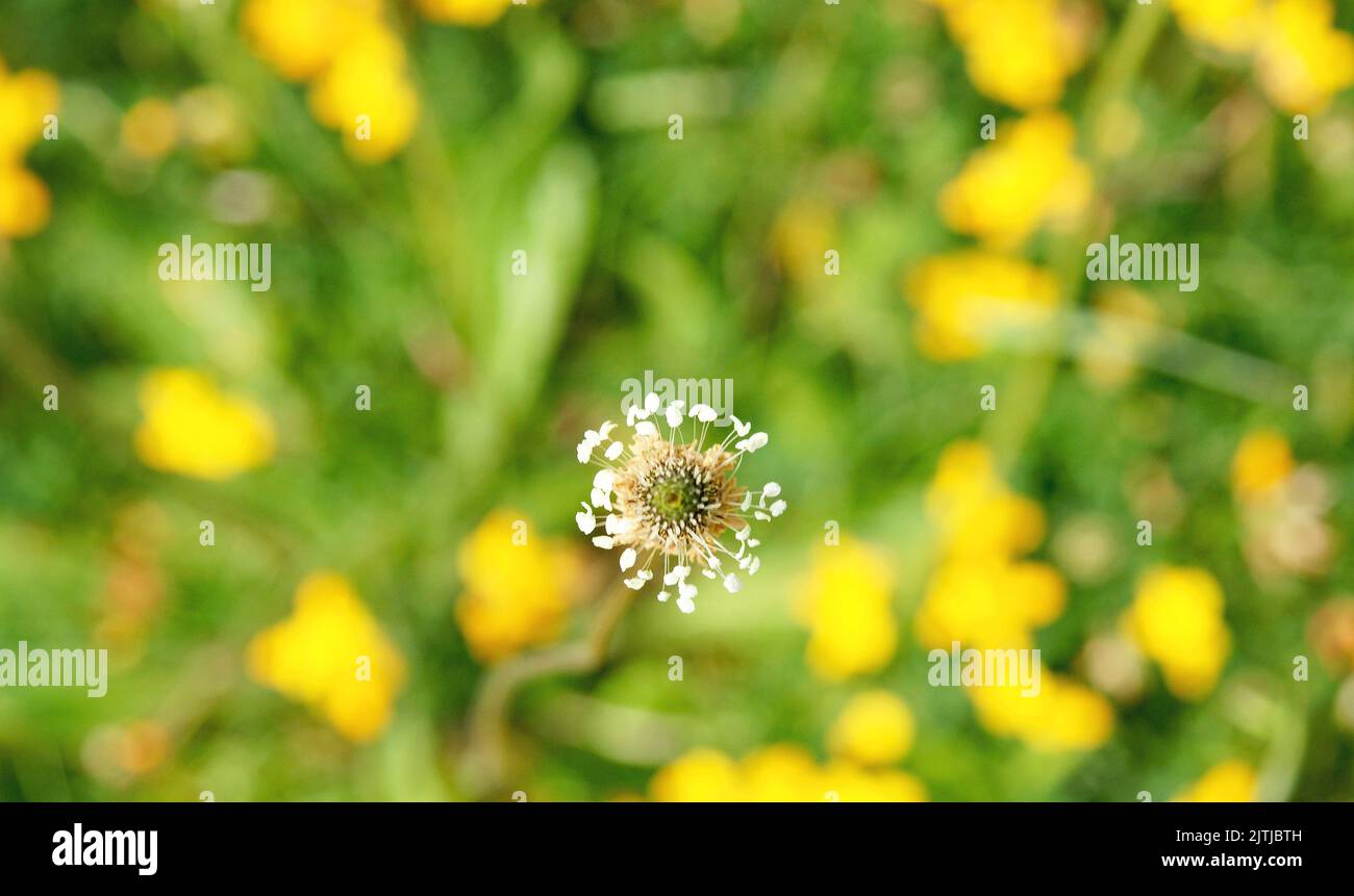 Flowers of various colors in Catalunya, Spain, Europe Stock Photo - Alamy