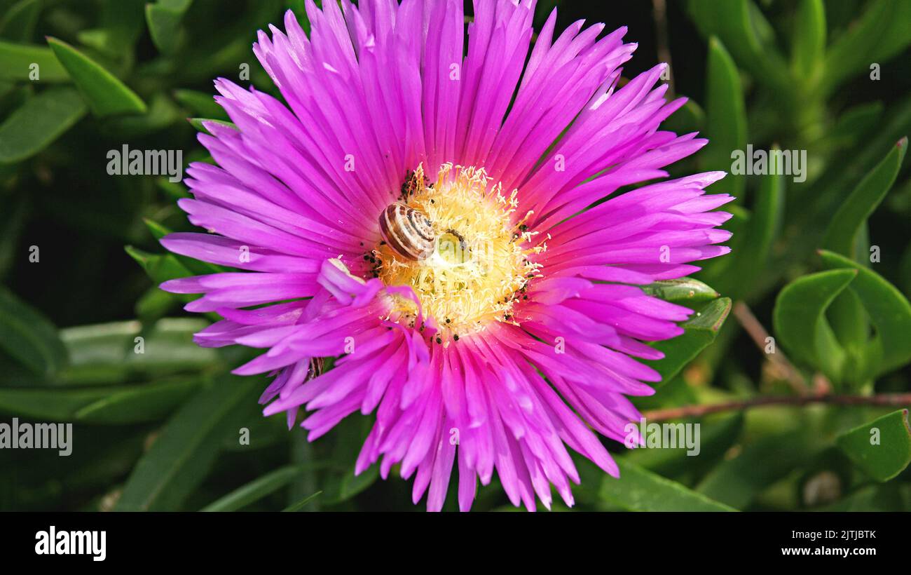 Flowers of various colors in Catalunya, Spain, Europe Stock Photo - Alamy