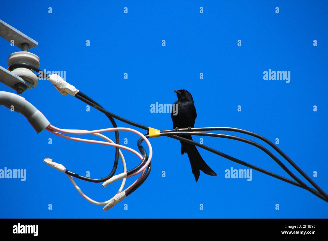 Swallow on electric cable hi-res stock photography and images - Alamy