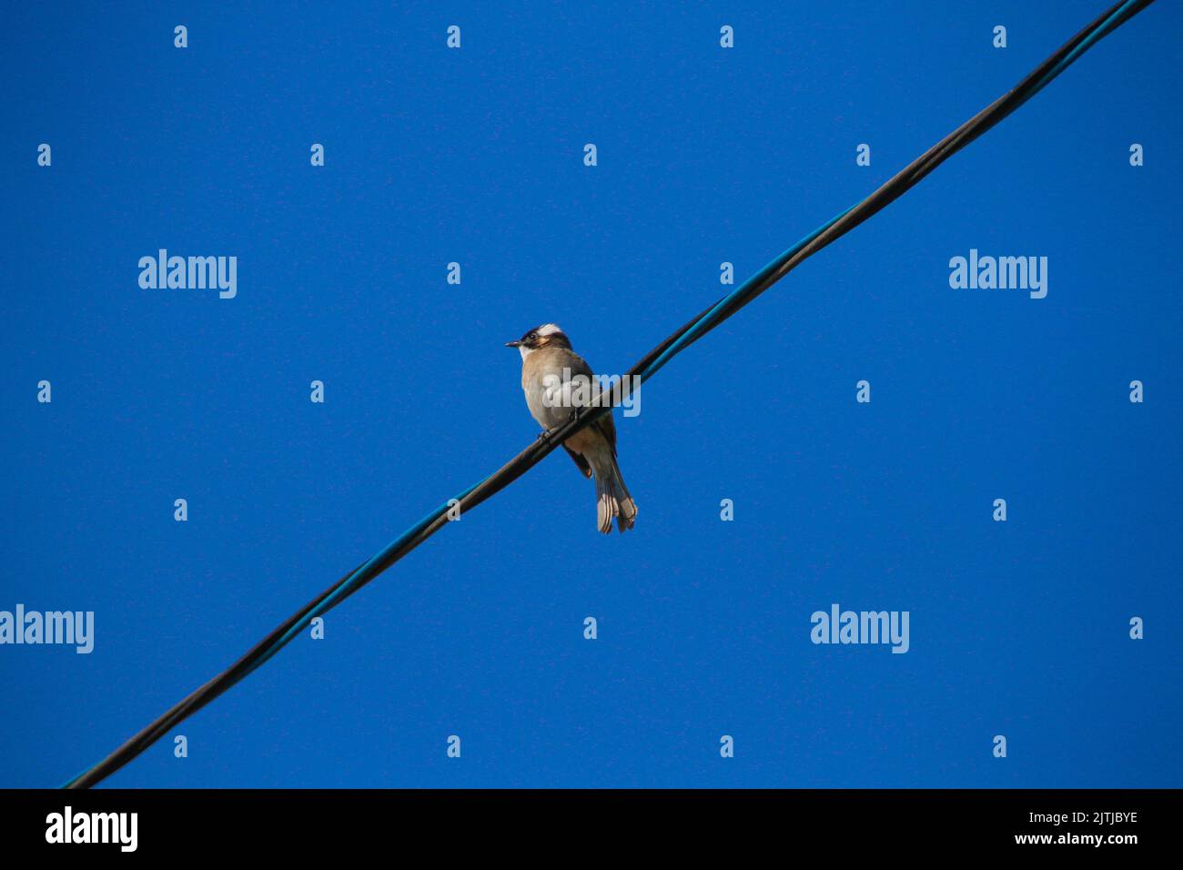 Beautiful bird sitting on electric cable Stock Photo - Alamy