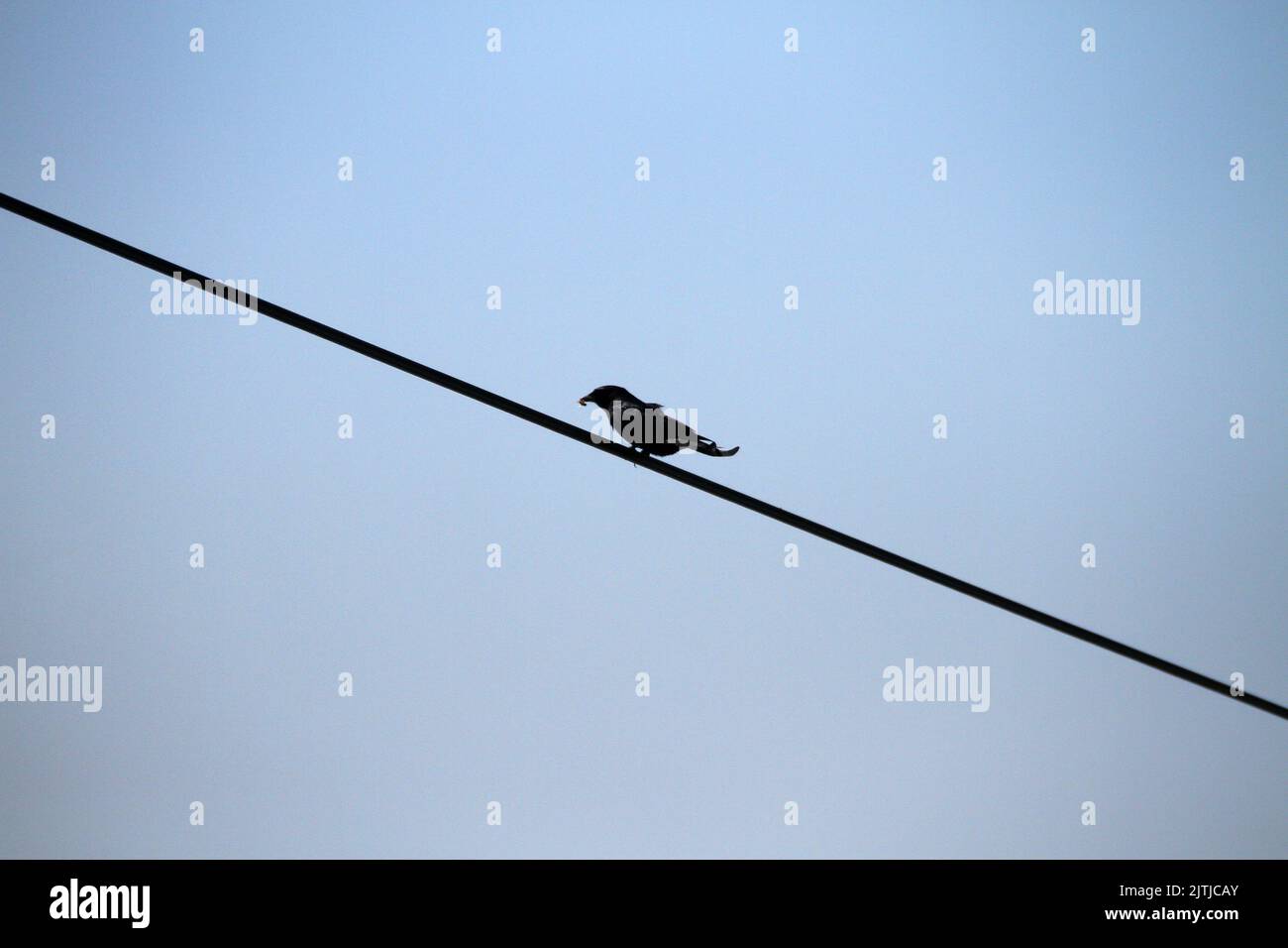 Sparrow sitting on electric line hi-res stock photography and images ...