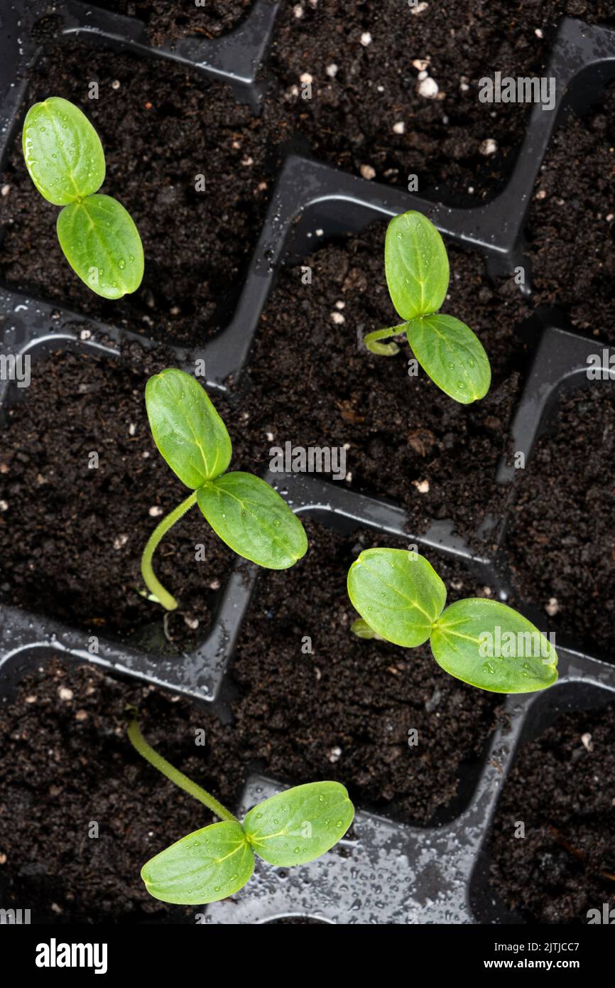 Growing cucumbers from seeds step hi-res stock photography and images ...
