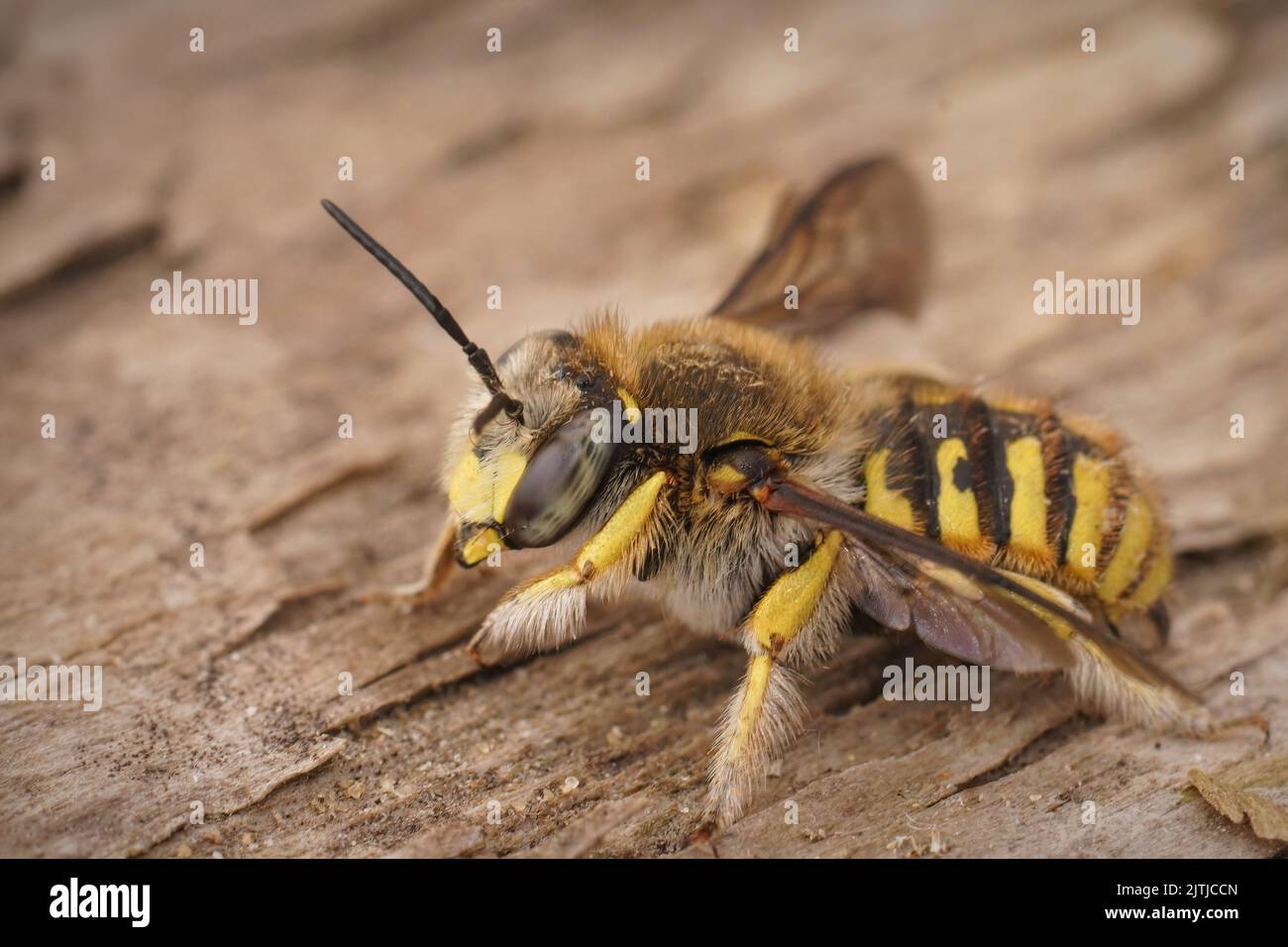 Detailed closeup on a hairy male European woolcarderd bee, Anthidium manicatum sitting on wood ...
