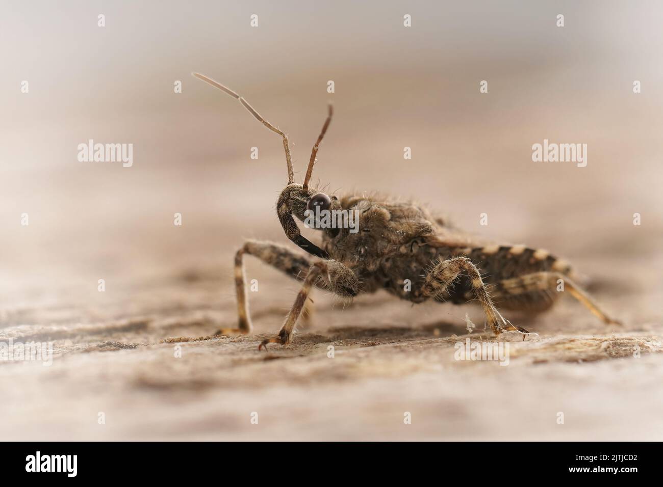 Coranus griseus hi-res stock photography and images - Alamy