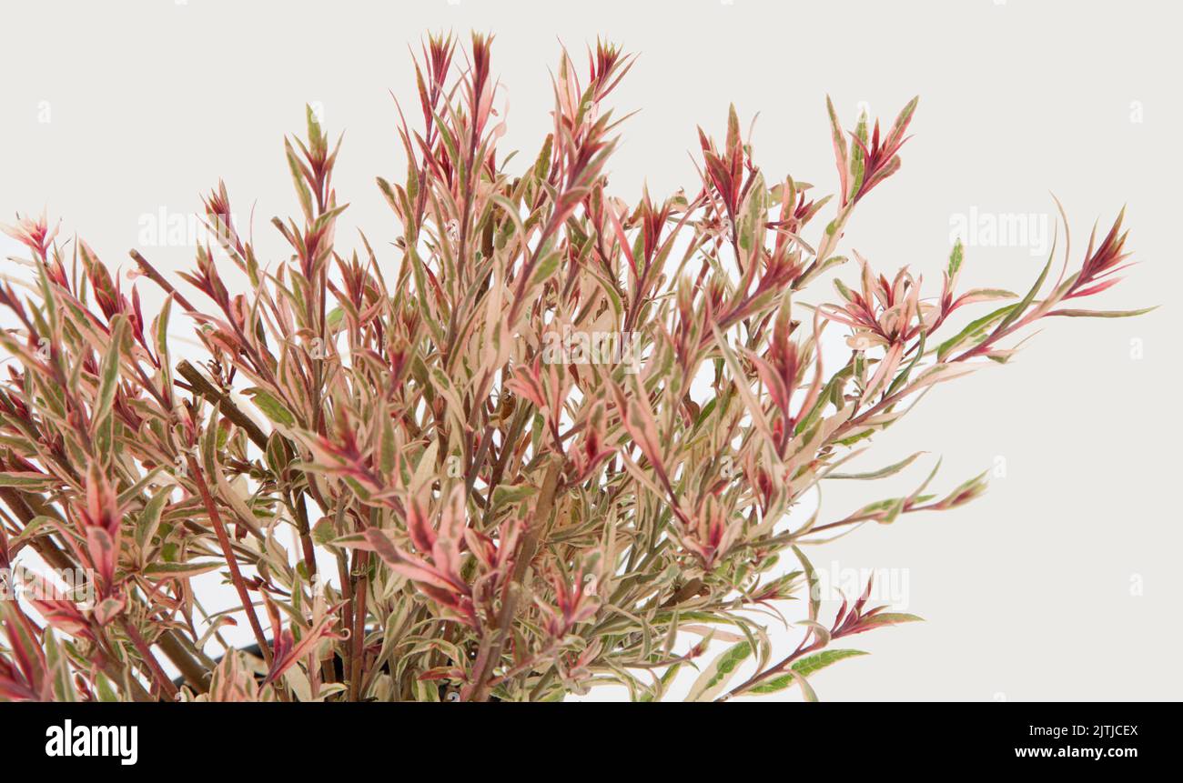 Gaura tricolor hi-res stock photography and images - Alamy