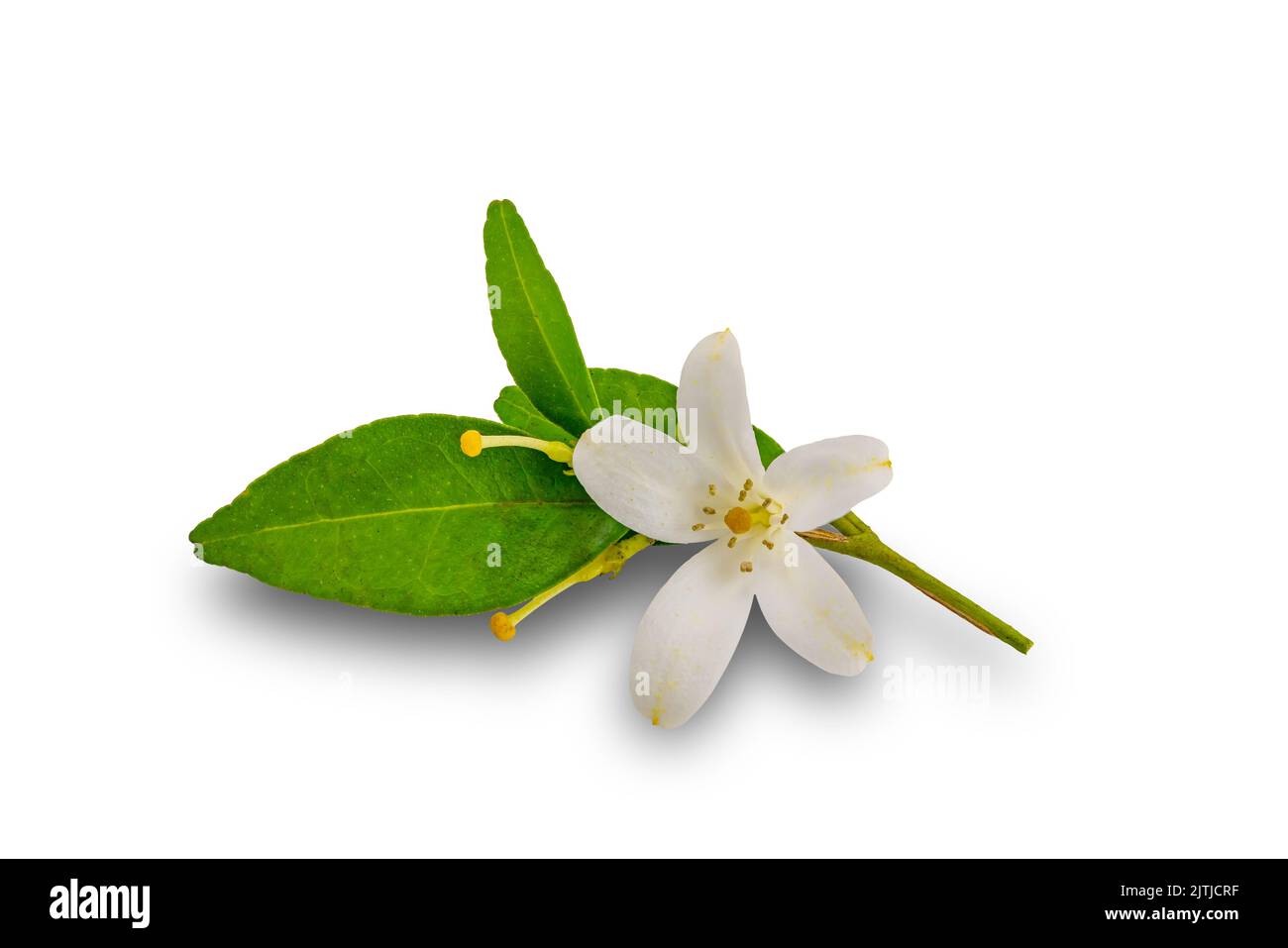 View of single orange jasmine flower and green leaves isolated on white ...