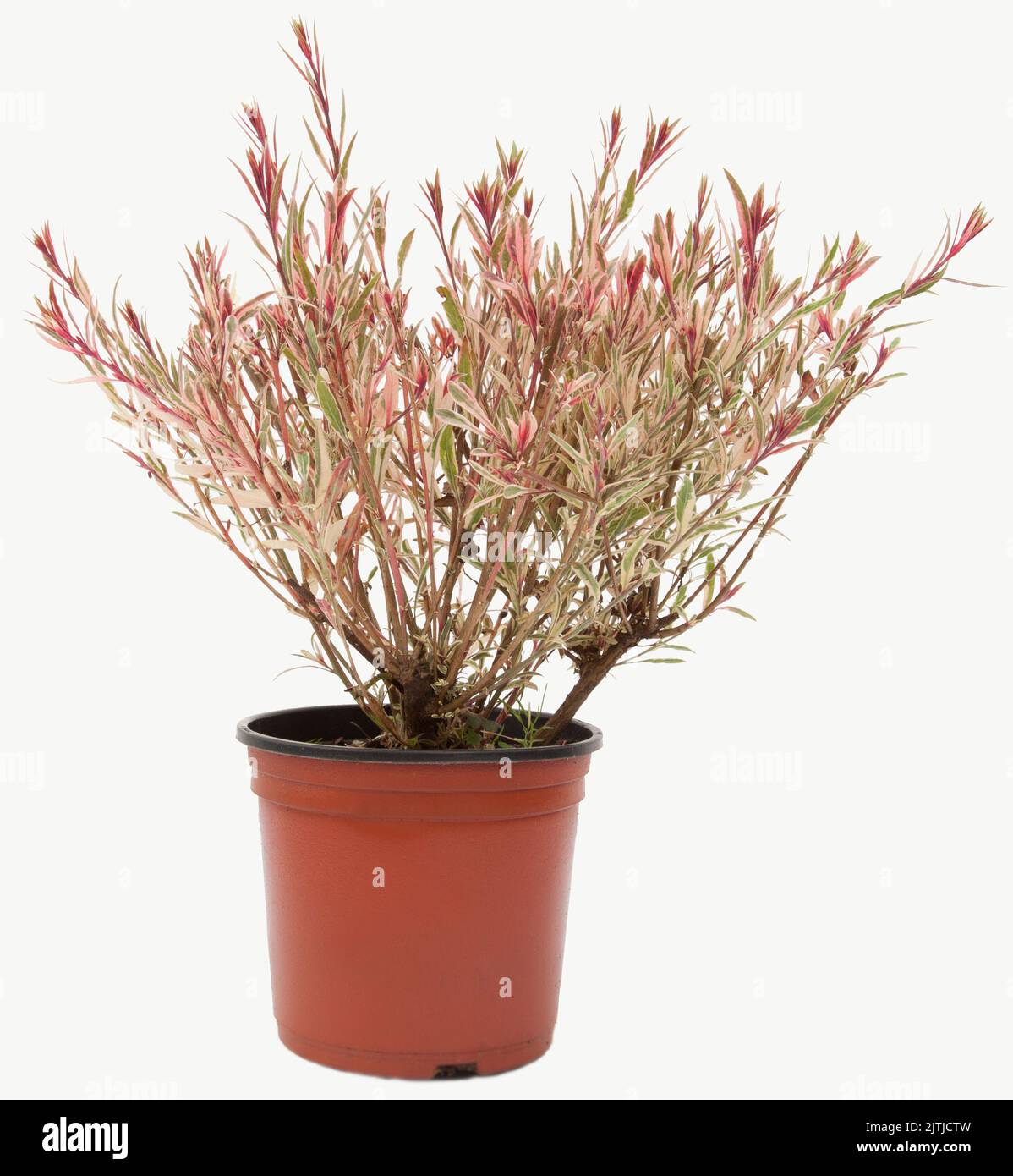 Gaura Cut Out Stock Images & Pictures - Alamy
