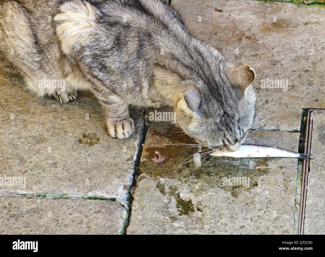 Cat eating a sardine in Venice, Italy, Europe Stock Photo - Alamy