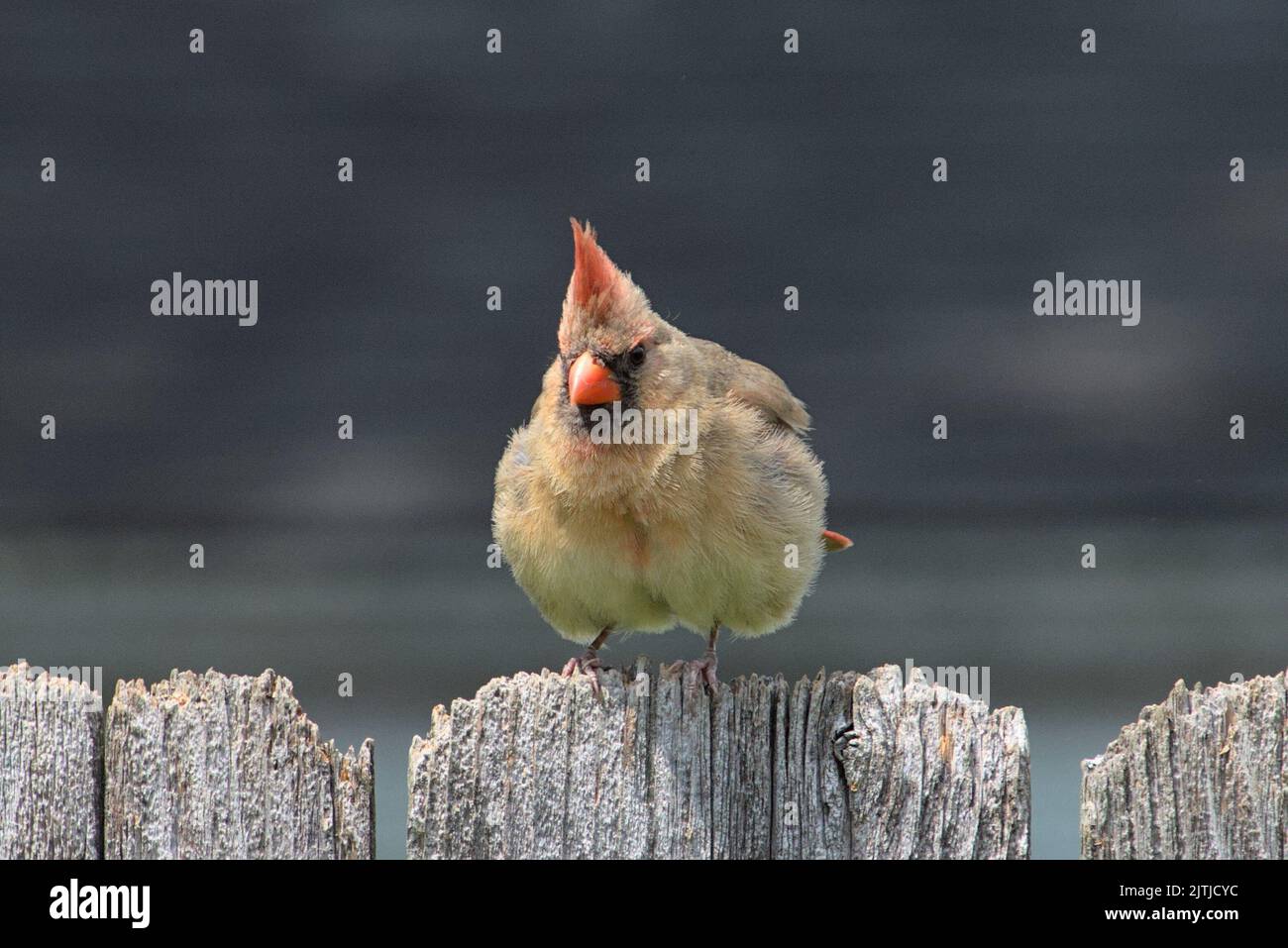 Puffed up feathers hi-res stock photography and images - Alamy