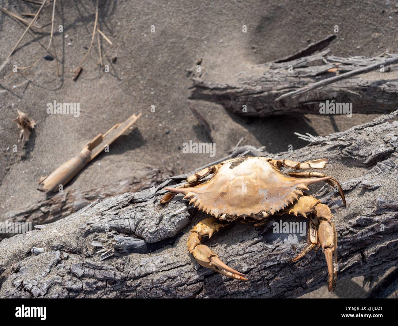 Common shore crab (Carcinus maenas) on a wood Stock Photo - Alamy