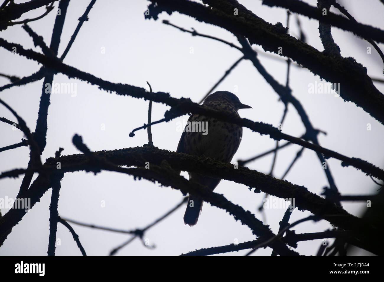 A silhouette of a song thrush bird perched on the branch of a tree ...