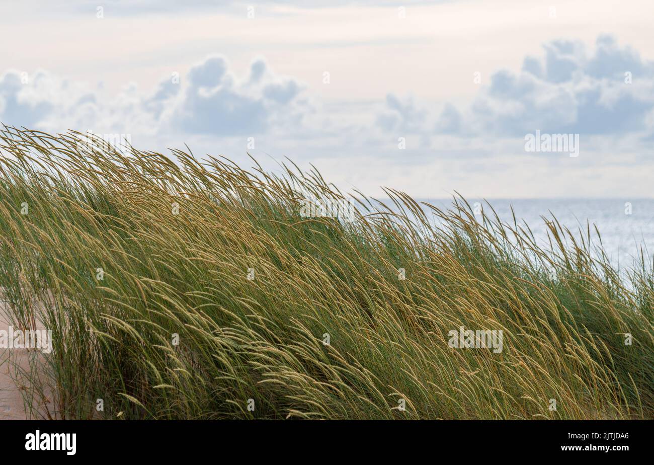 Green grass along the beach swaying in wind Stock Photo - Alamy