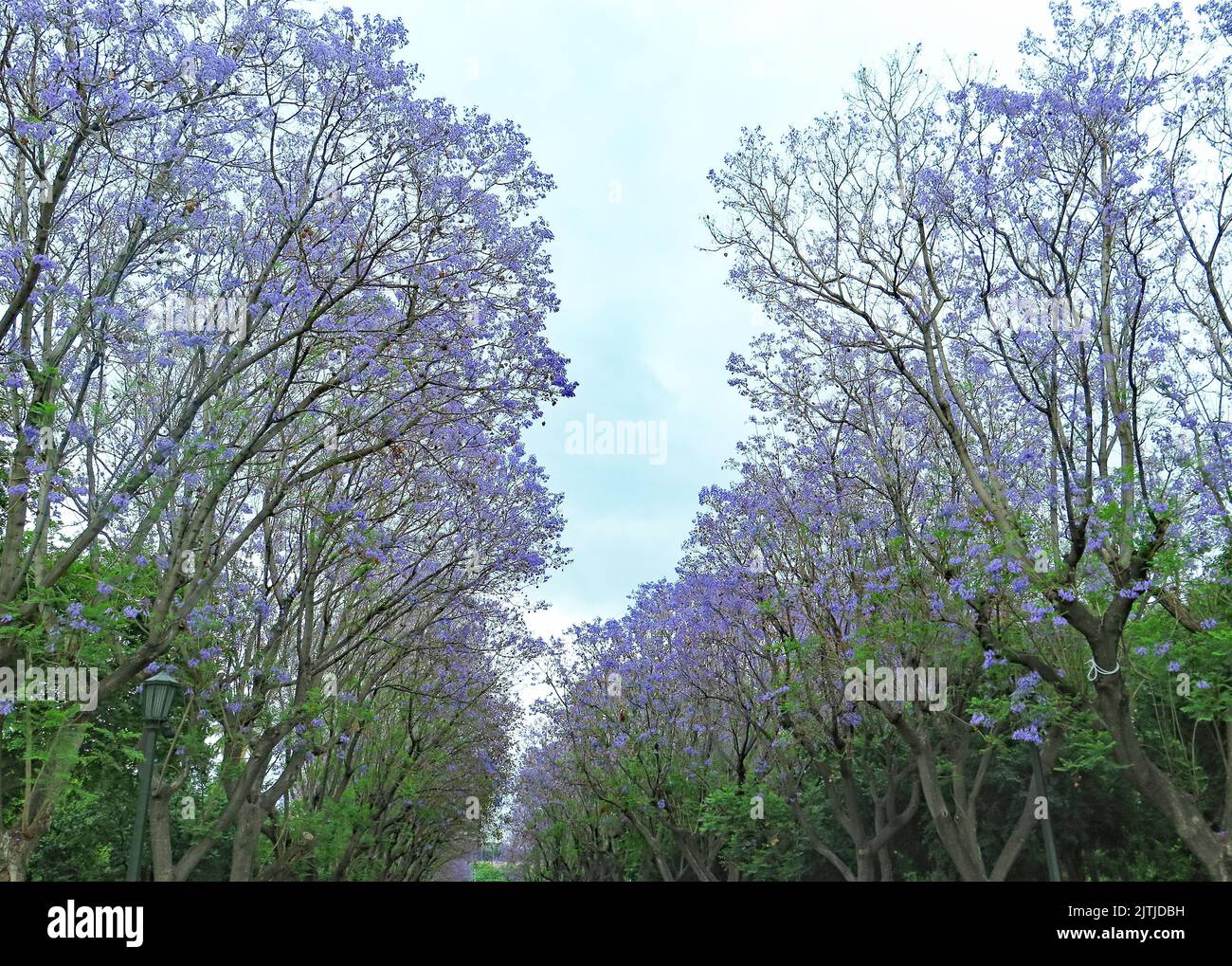 Jacaranda trees flowered on an avenue in Athens, Greece, Europe Stock ...