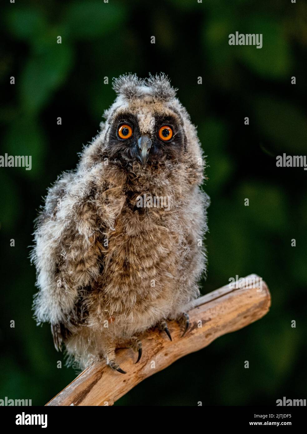 Juvenile long eared owl hi-res stock photography and images - Alamy