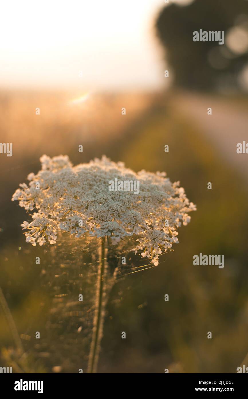 A vertical closeup of Daucus carota, wild carrot, bird's nest, bishop's ...