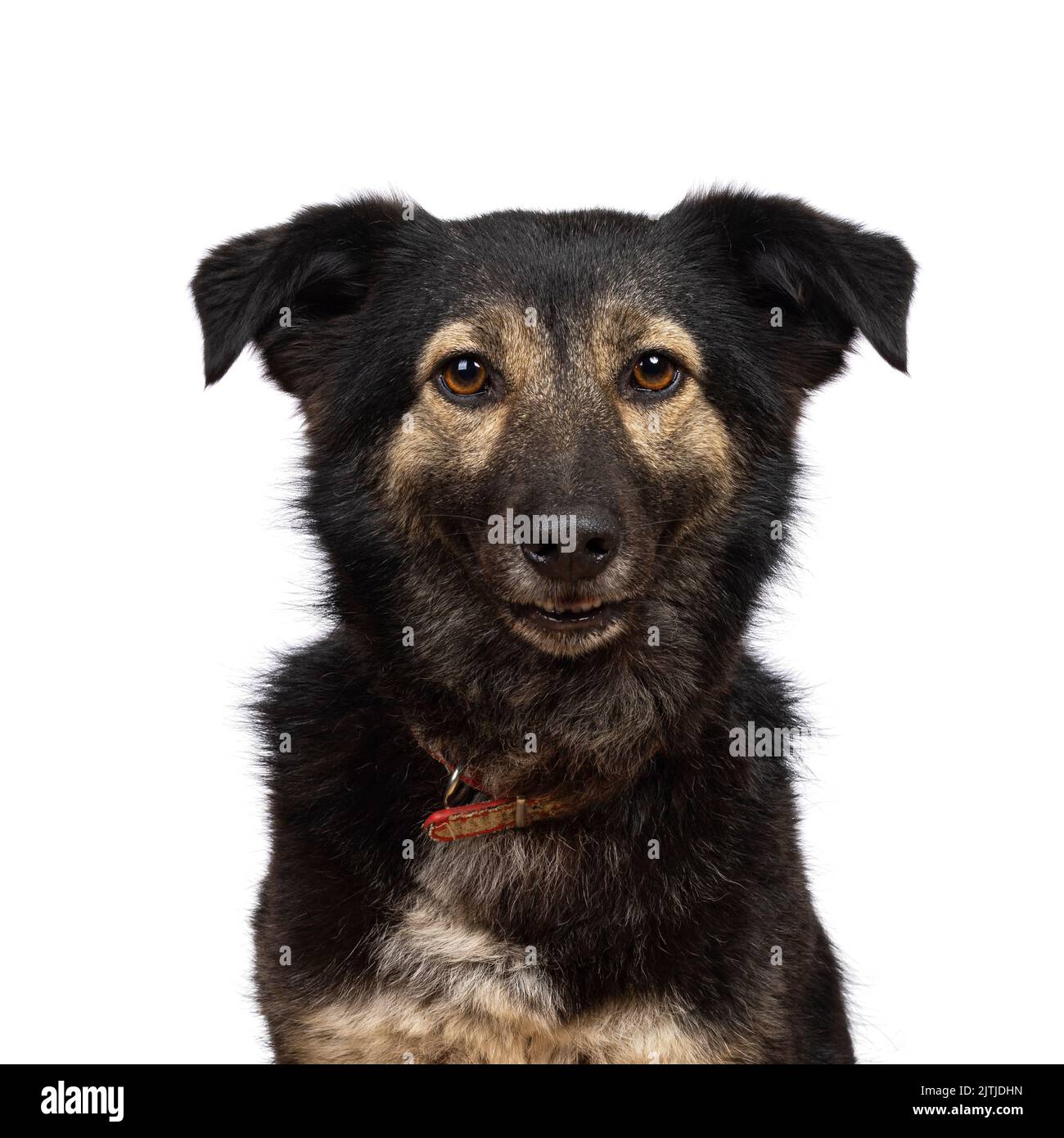 Head shot of pretty adult stray dog, sitting up facing front. Looking ...