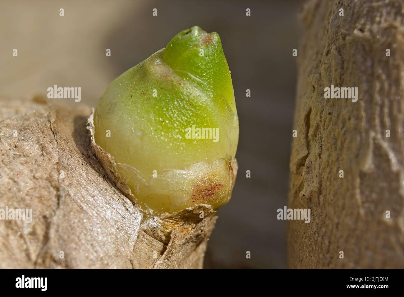 Ginger growth hi-res stock photography and images - Alamy