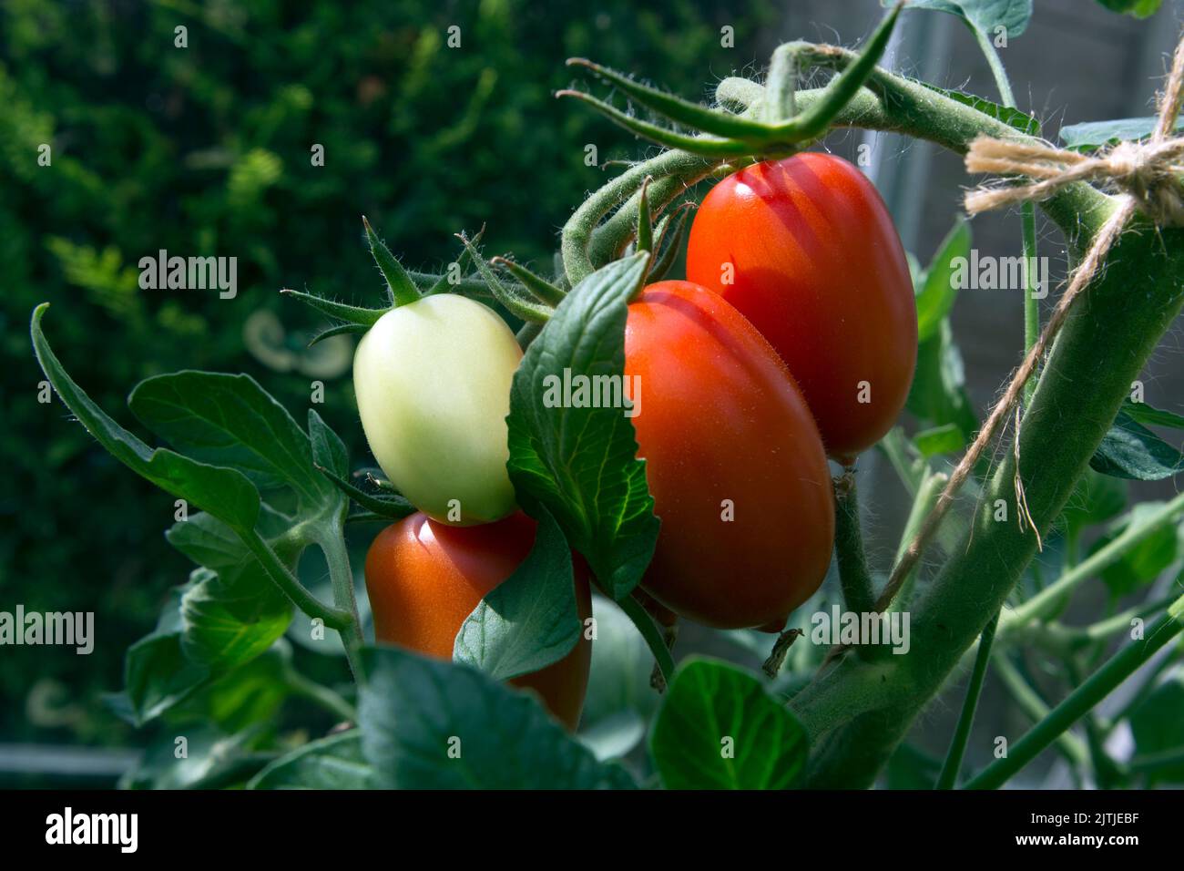 Crimson Plum f1 tomatoes growing in a greenhouse, UK Stock Photo - Alamy