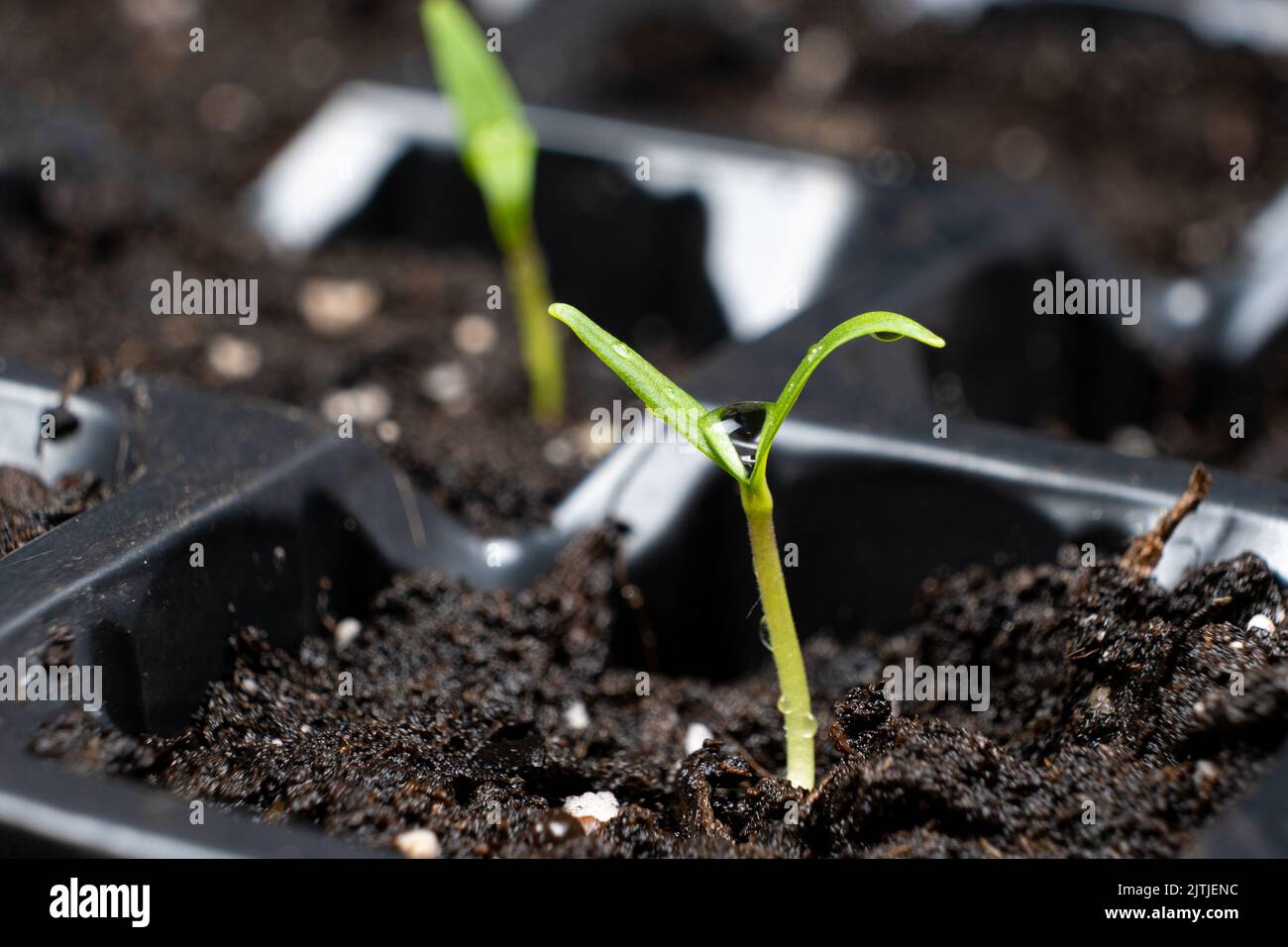Bell pepper seeds germinate hi-res stock photography and images - Alamy
