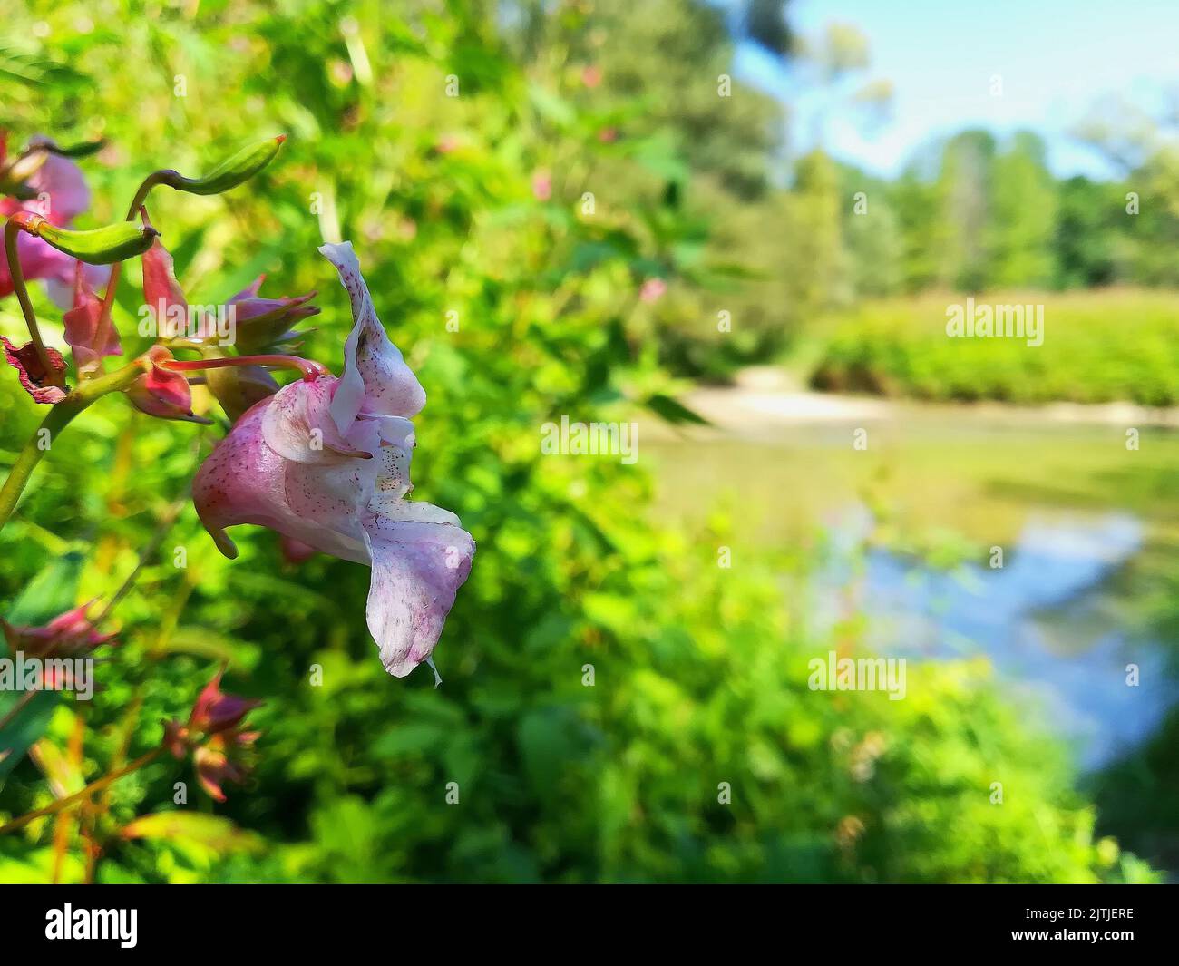Nature, breathing clean air Stock Photo - Alamy