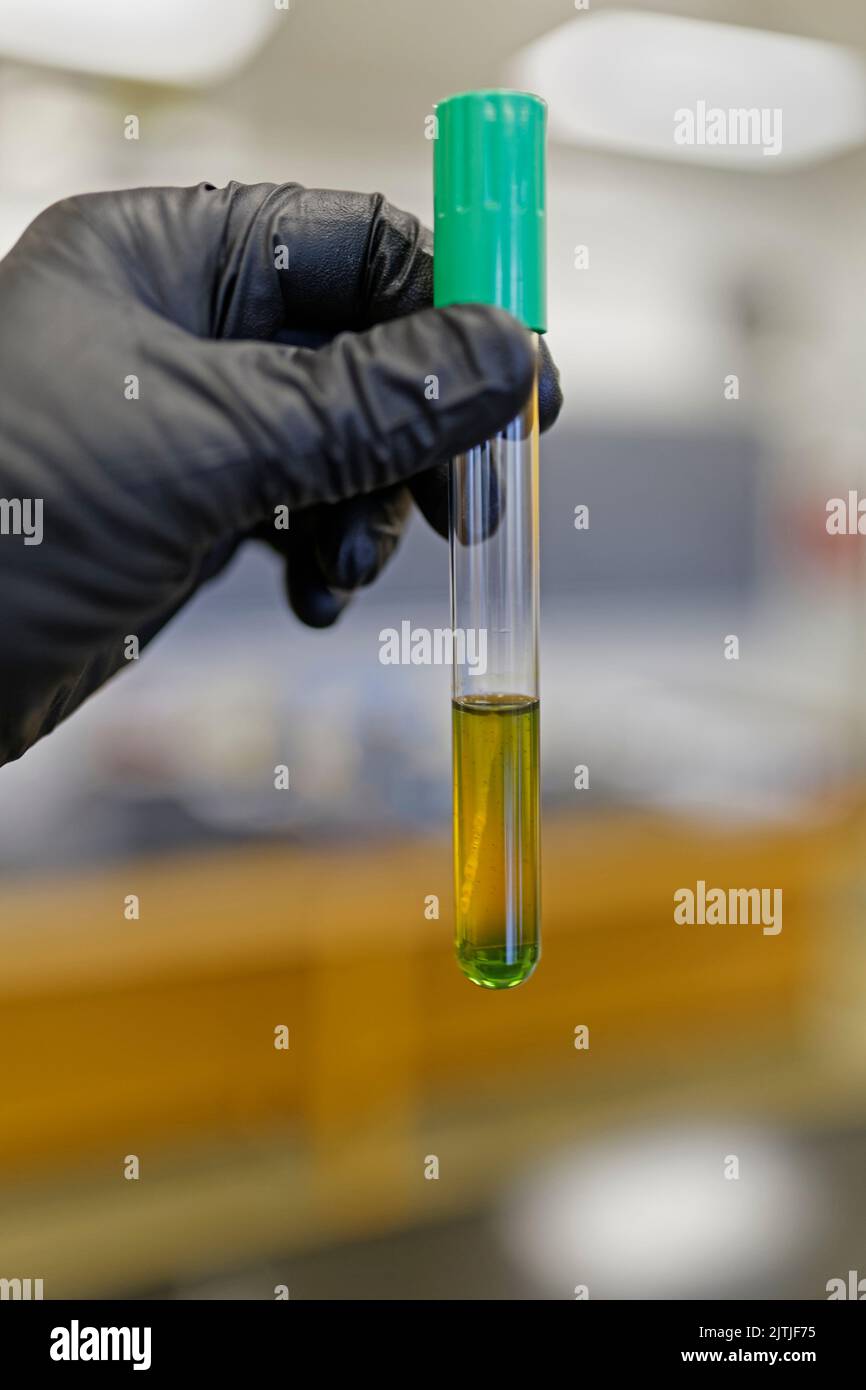 Bacterial fermentation test hi-res stock photography and images - Alamy