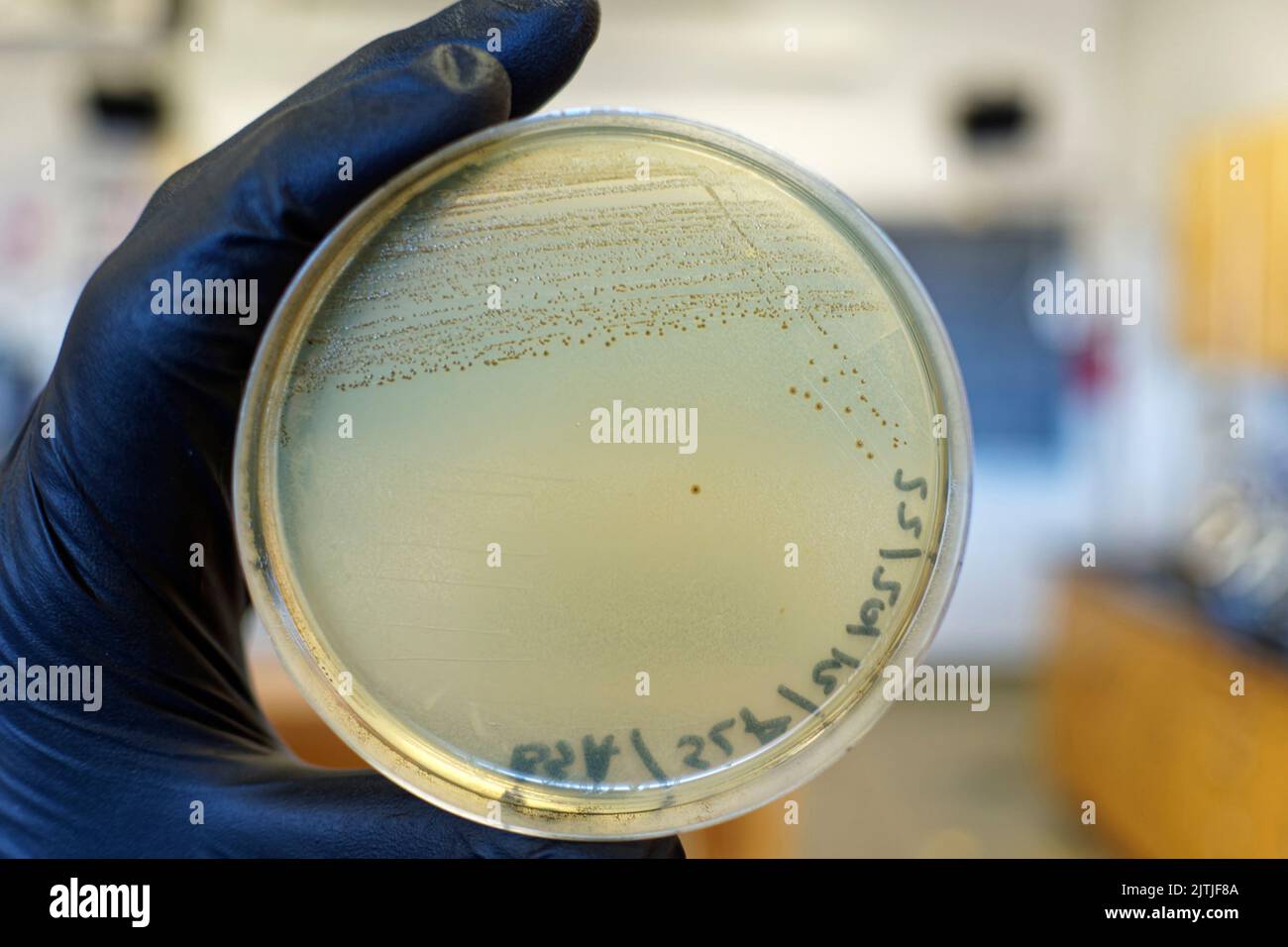 Salmonella Ziekte at Sebastian Montefiore blog