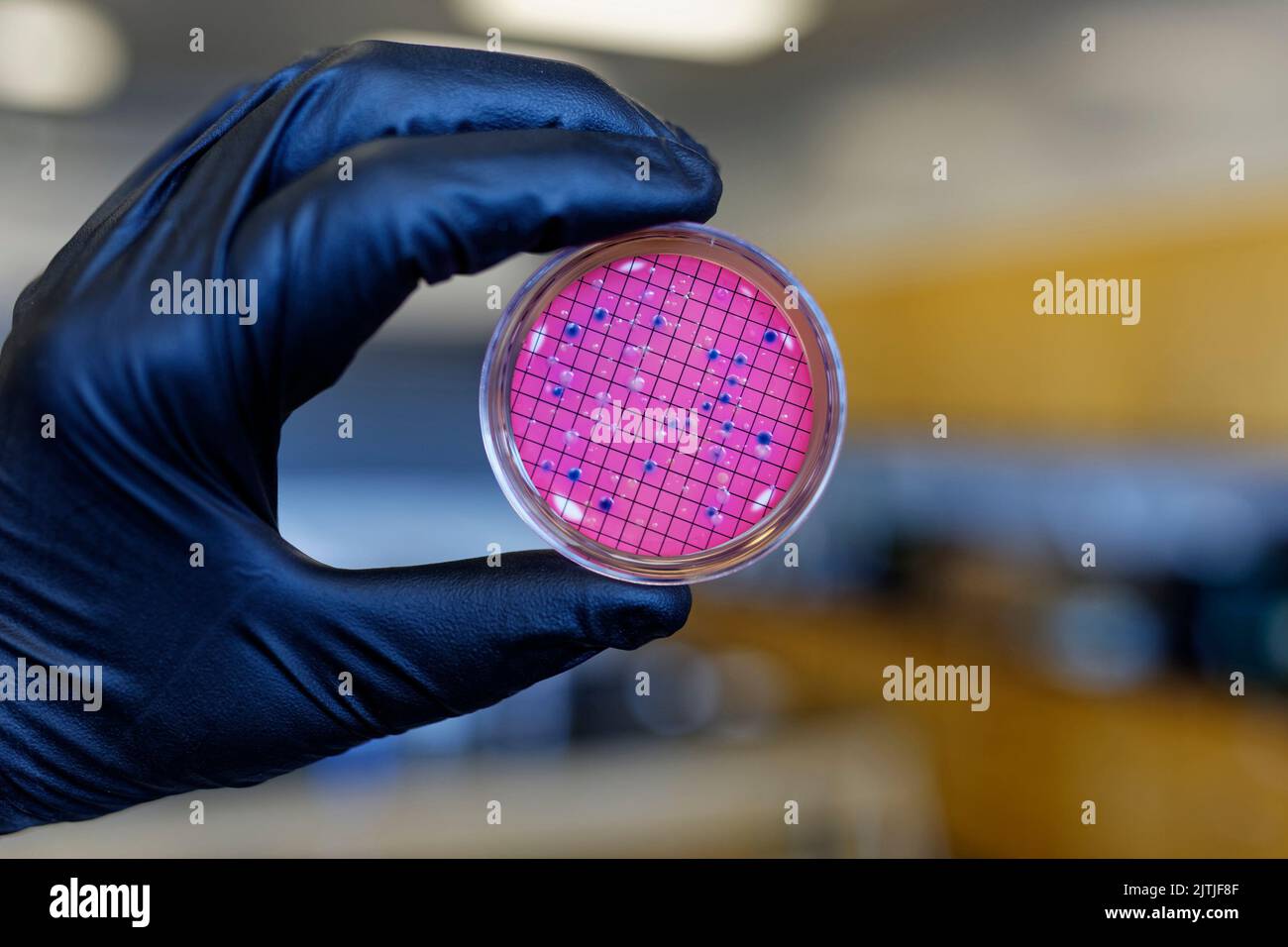 E. coli growing on DC media. Showing blue colonies for E. coli Stock ...