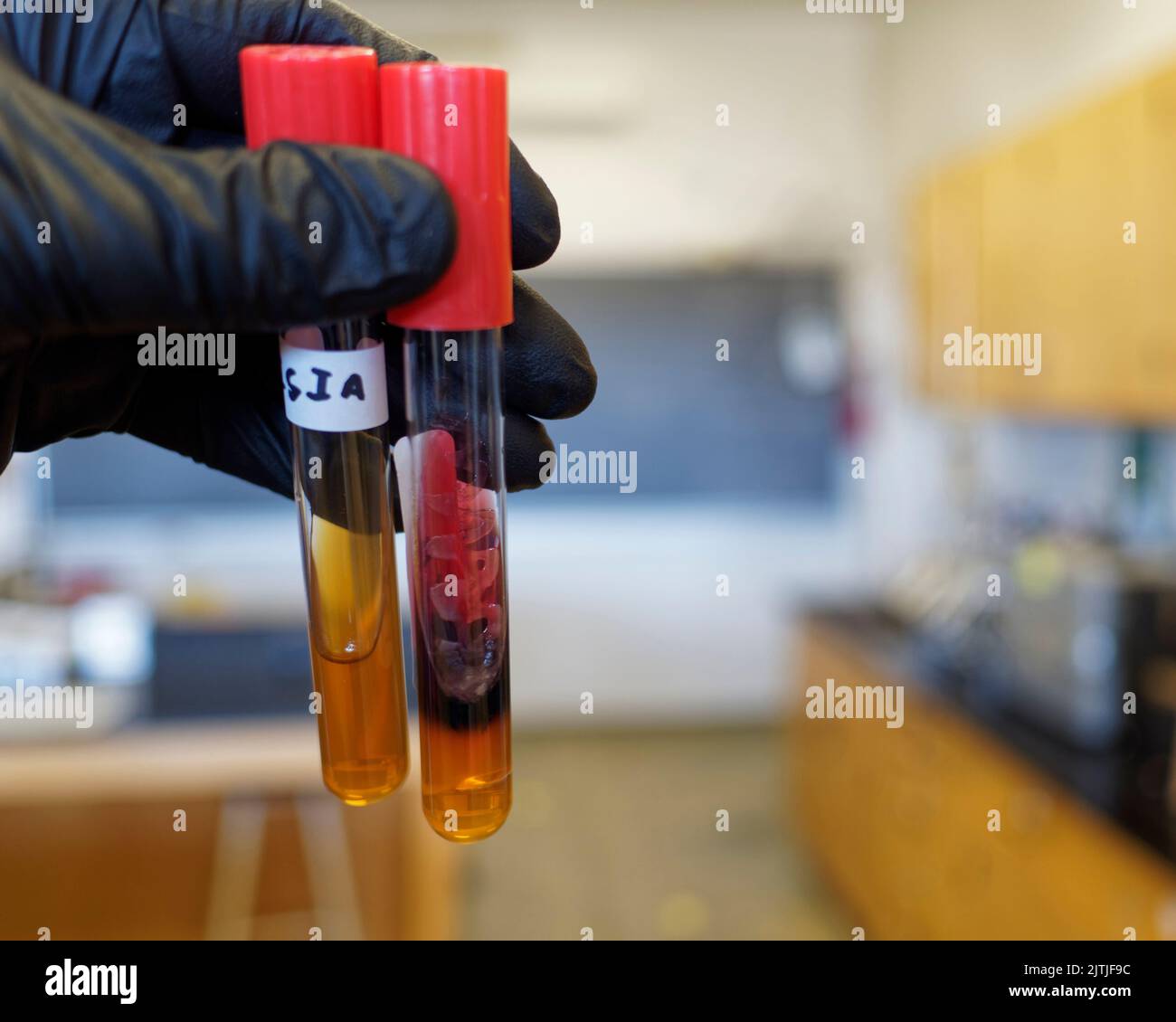Two tubes of triple sugar iron agar, one positive for Salmonella ...
