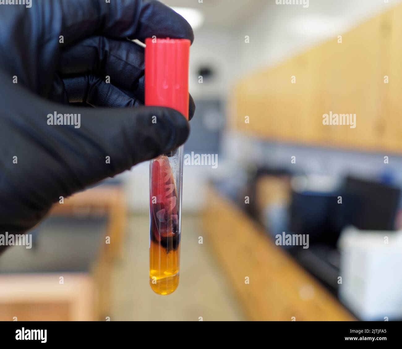 A ube of triple sugar iron agar, positive for Salmonella. color Color ...