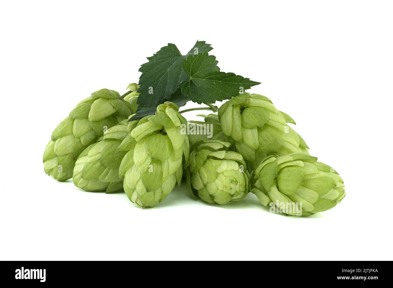 Hop cones with leaf, fresh green hops branch isolated on a white ...
