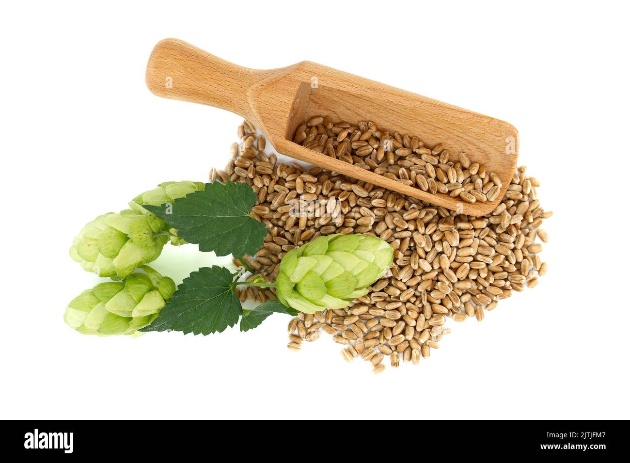 Fresh green hops cones near to wheat grain seeds spilling from wooden ...