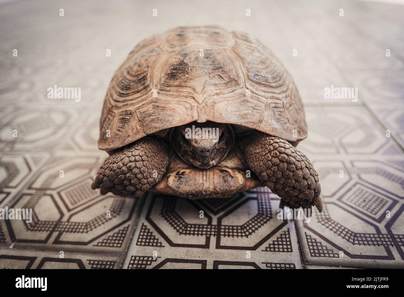 Cute little turtle hi-res stock photography and images - Alamy
