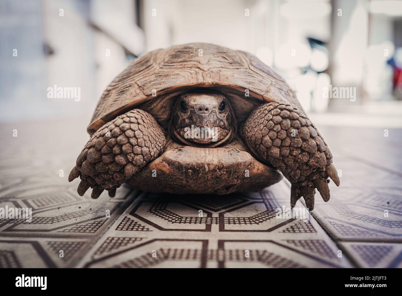 Cute little turtle hi-res stock photography and images - Alamy