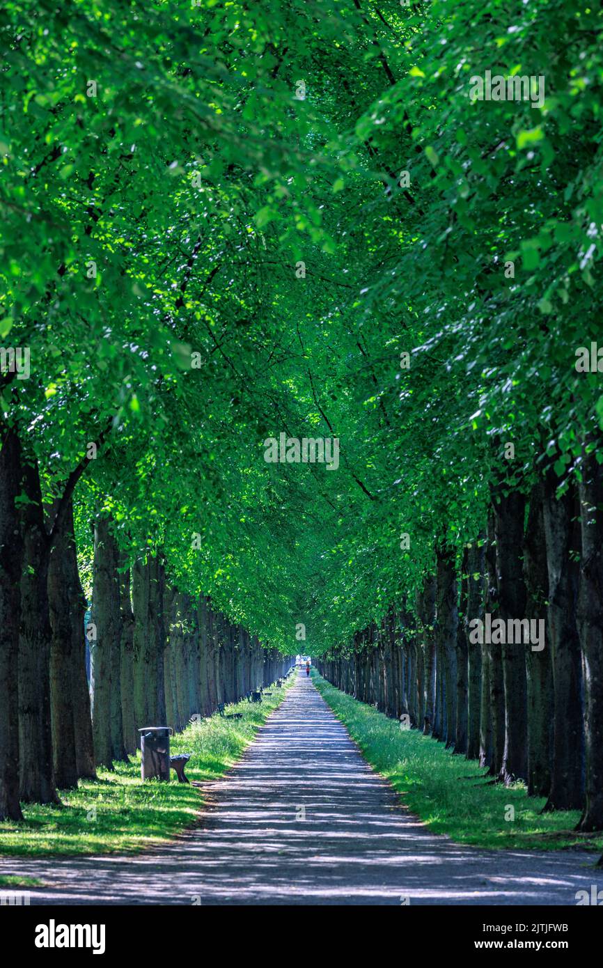 A vertical shot of a narrow alley with many green trees on the sides ...