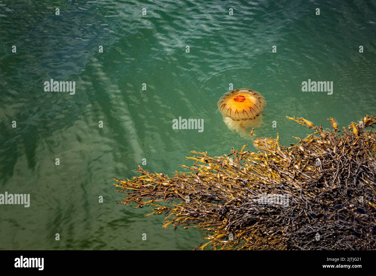 A Compass Jellyfish on the Menai Strait, Isle of Anglesey, North Wales ...
