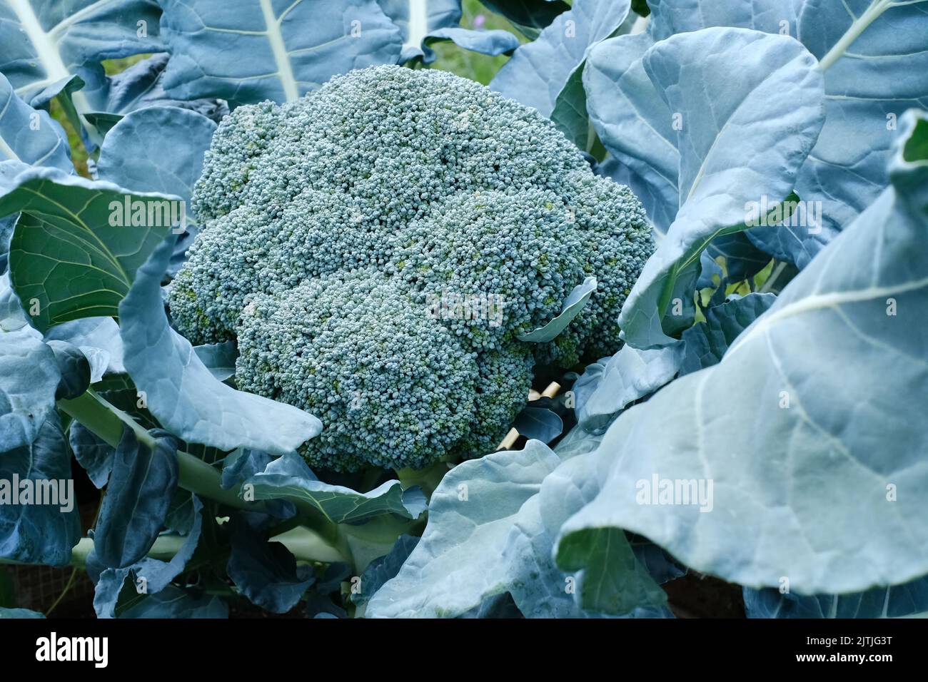 Beautiful and magnificent example of broccoli in a vegetable garden ...