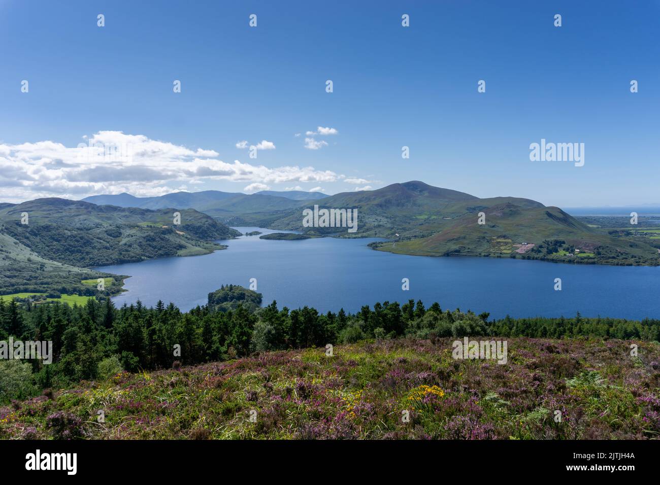colorful summer heath with a view of Caragh Lake and the mountains of ...