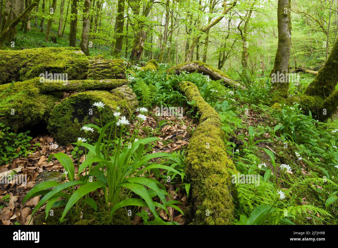 Wild Garlic flowering in spring Long Wood, part of the Cheddar Complex ...