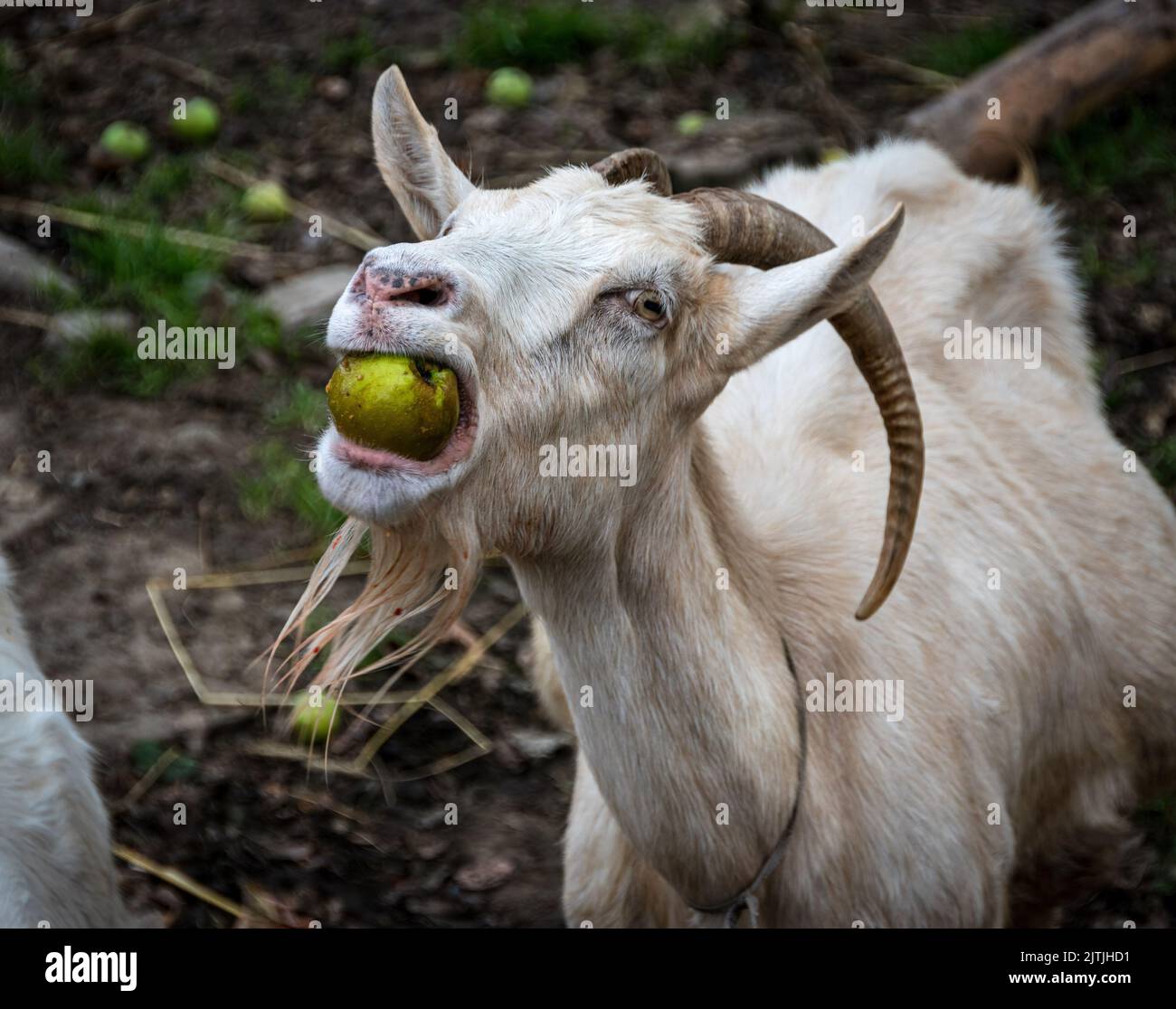 Dutch white goat hi-res stock photography and images - Alamy