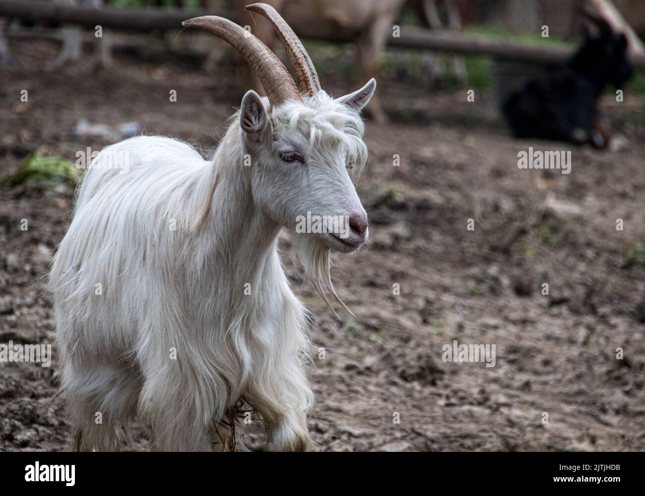 Dutch Landrace Goat Origin
